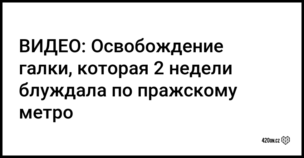 ВИДЕО: Освобождение галки, которая 2 недели блуждала по пражскому метро | 420on.cz